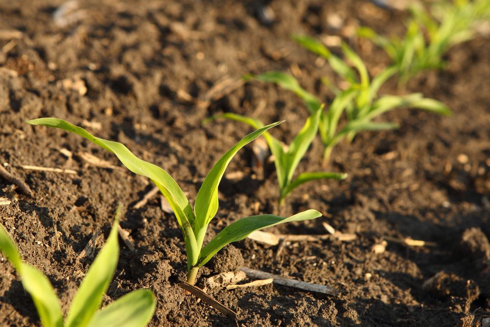 Burrus Seed | Position Products for Success